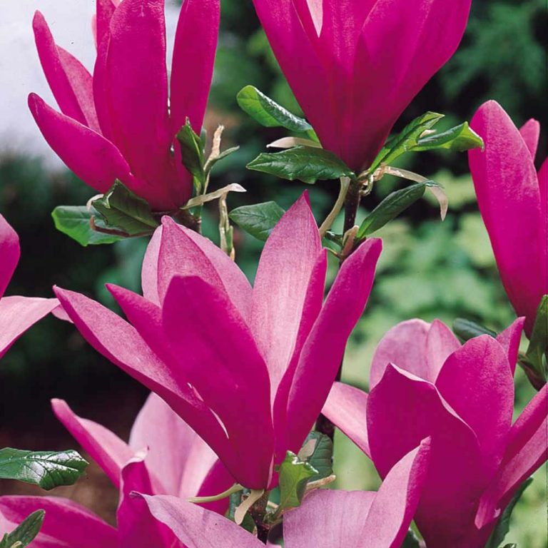 Magnolia Susan | Caragh Nurseries