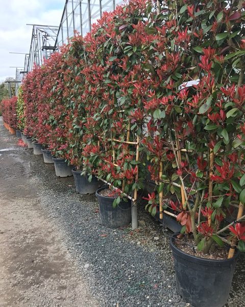 Photinia Red Robin Espalier – Caragh Nurseries