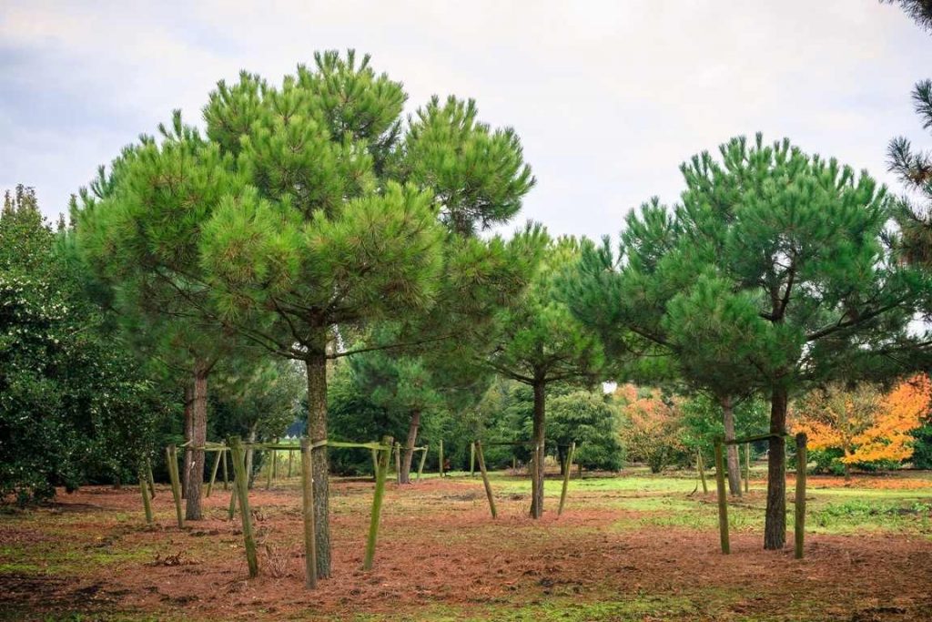 Pinus pinea – Caragh Nurseries