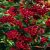 Pyracantha ‘Red Column’ / Red Firethorn – Caragh Nurseries