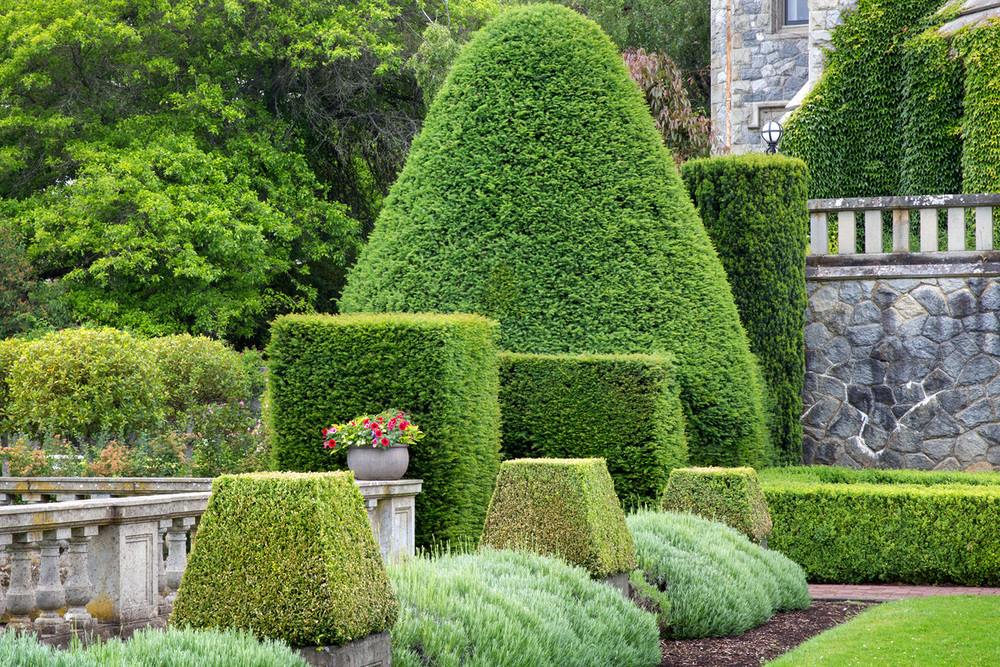 Topiary, Niwaki & shaped specimens – Caragh Nurseries