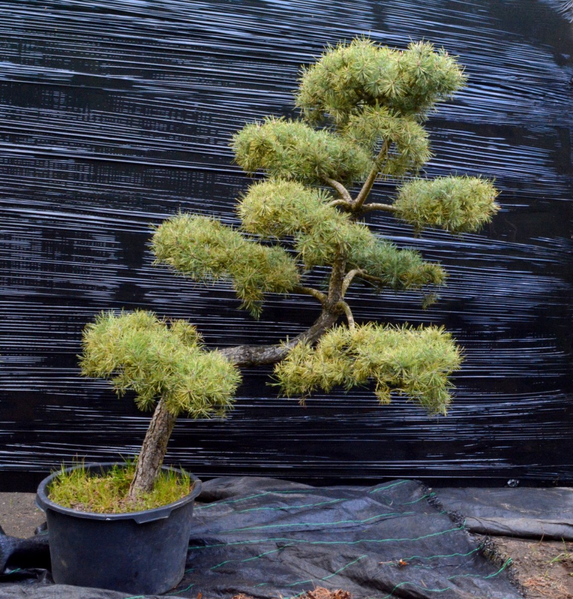 Topiary, Niwaki & shaped specimens – Caragh Nurseries