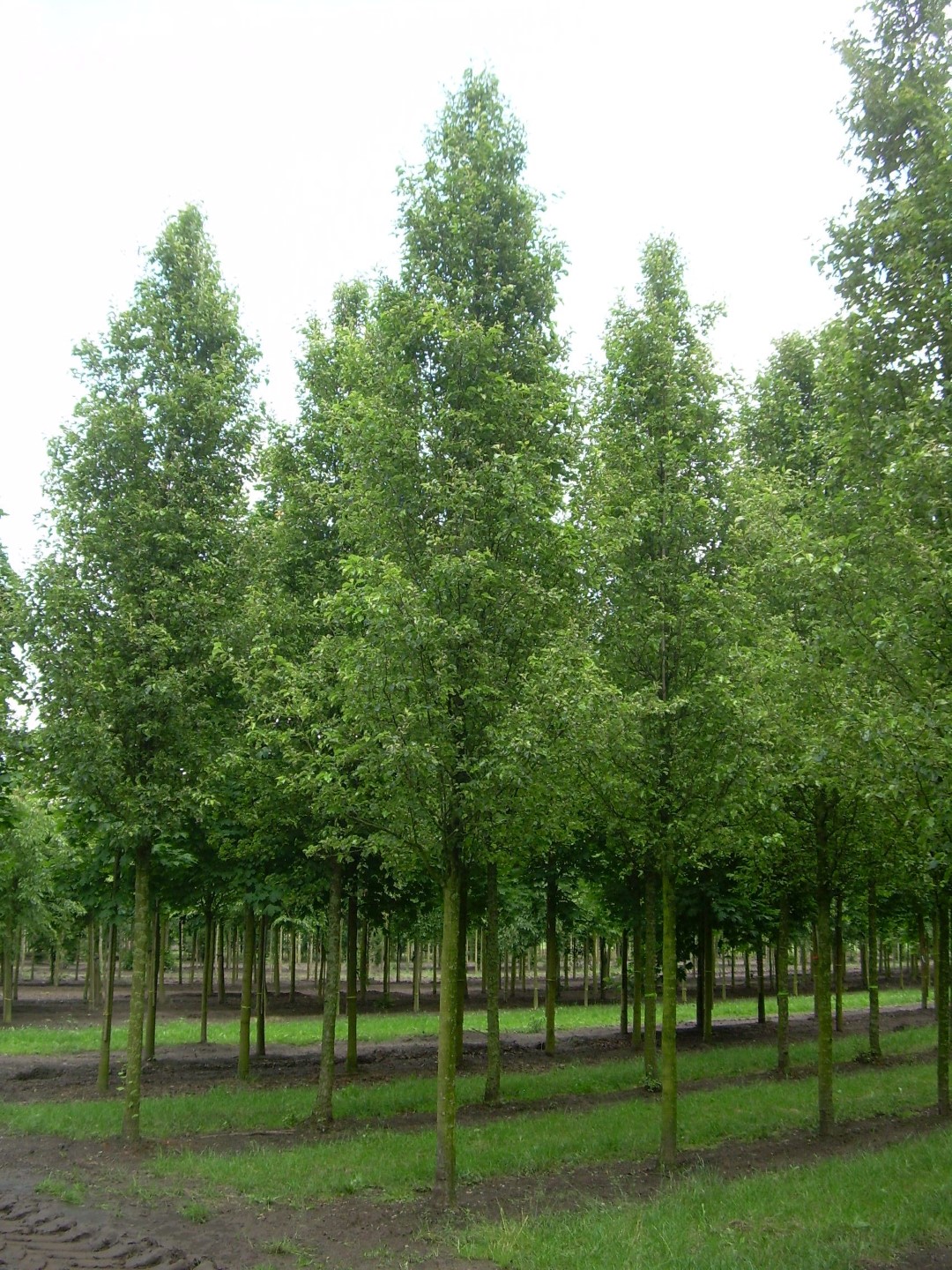 Bare-root planting almost upon us – Caragh Nurseries