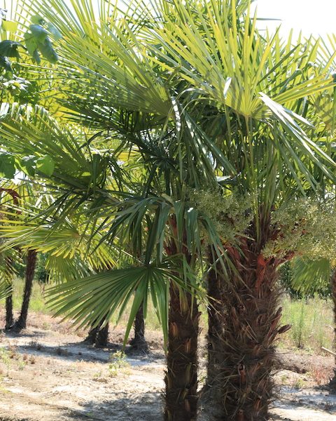 Trachycarpus fortunei – Caragh Nurseries
