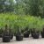 Chamaerops humilis Compacta – Caragh Nurseries