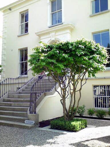 Multi-stemmed trees – Caragh Nurseries