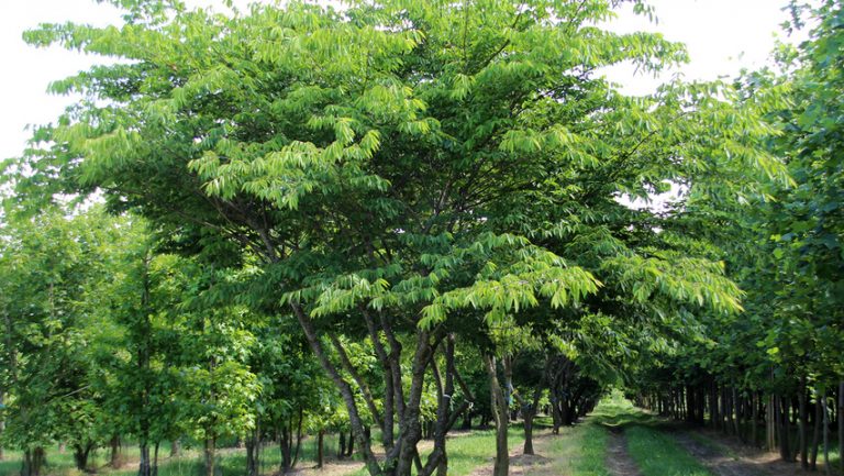Zelkova serrata – Caragh Nurseries