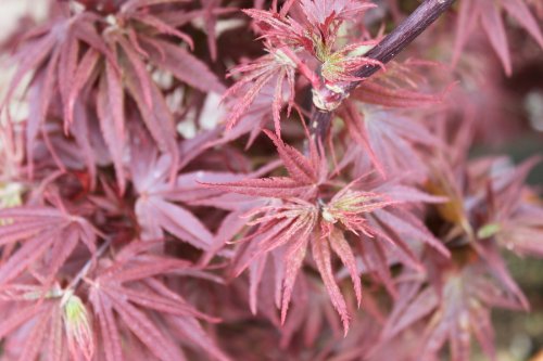 Acer Pixie – Caragh Nurseries