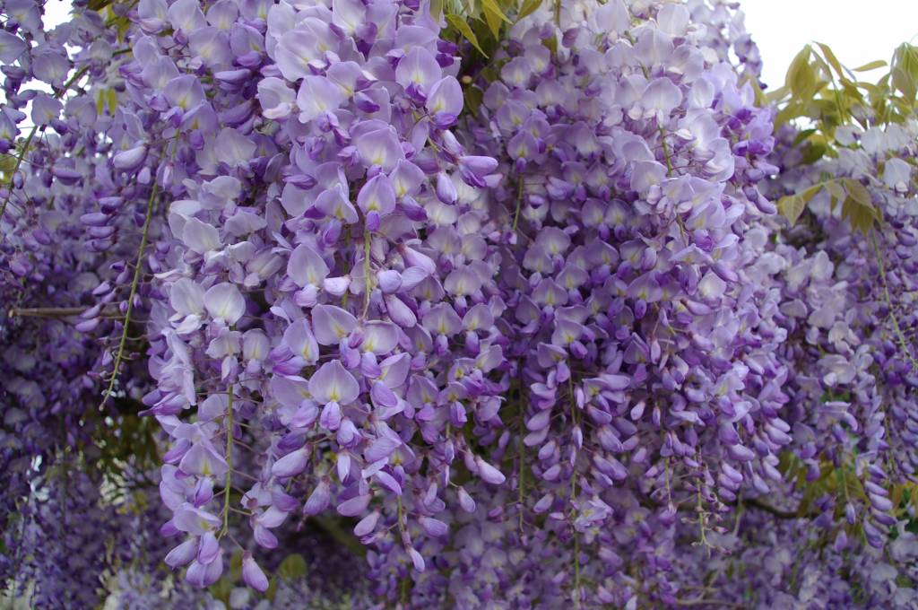 Wisteria Sinensis Prolific | Caragh Nurseries