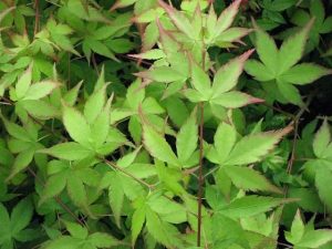 Acer palm. Little Princess – Caragh Nurseries