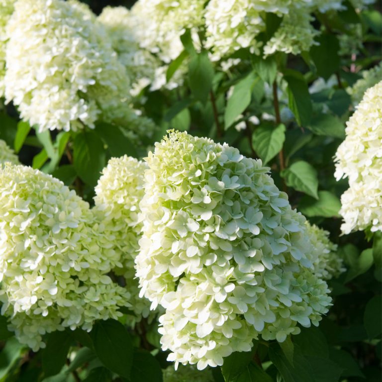 Hydrangea paniculata Polar Bear – Caragh Nurseries