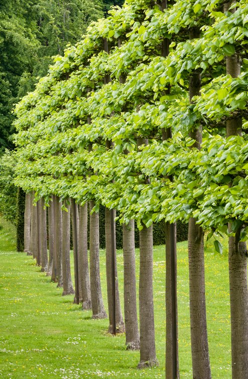 Pleached and espaliered trees – for Screening & Privacy – Caragh Nurseries
