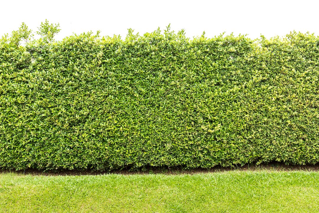 Instant & Mature Hedging – Caragh Nurseries