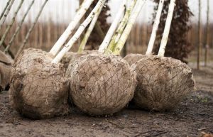 Rootballed Season Is Here – Caragh Nurseries