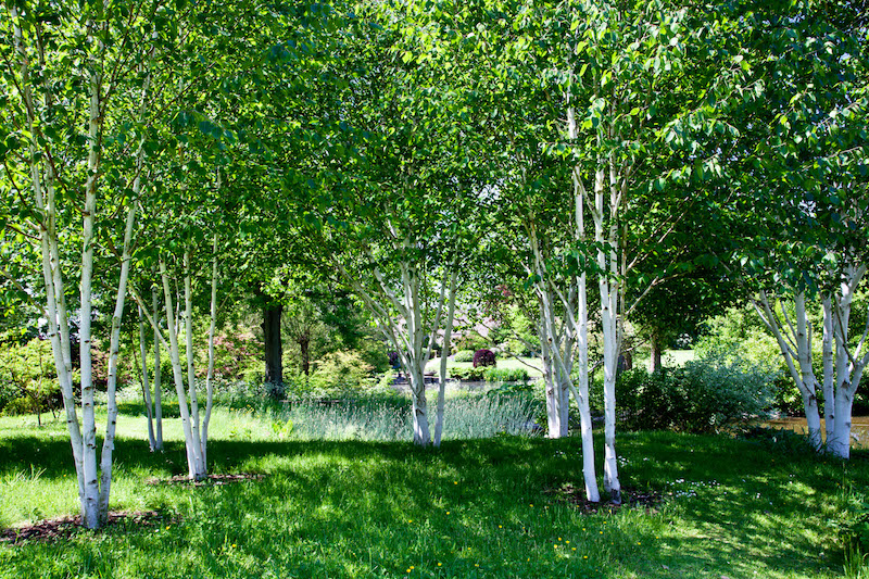 Trees – for small gardens – Caragh Nurseries