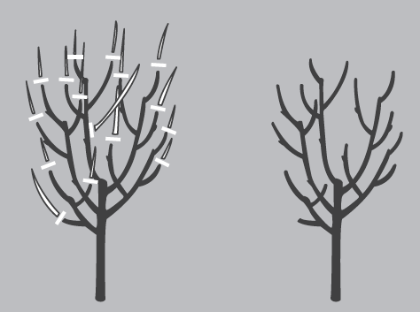 pruning – Caragh Nurseries