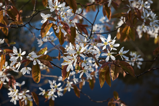 Saskatoon in bloom, The Netherlands – Caragh Nurseries