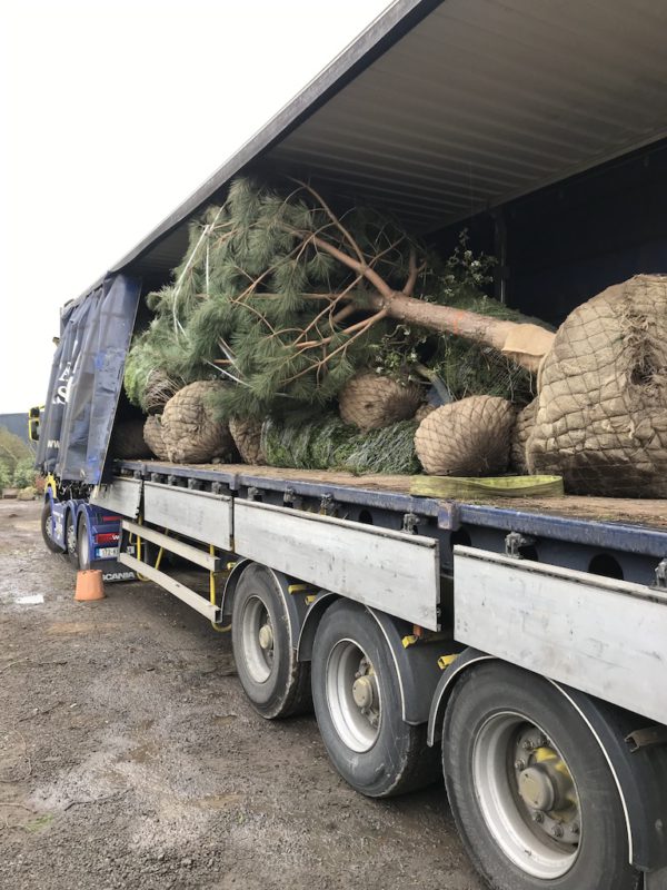 Rootballed Trees & Hedging – Caragh Nurseries