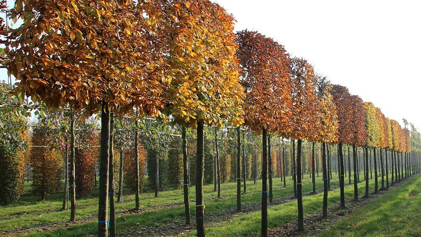 Carpinus betulus espalier – Caragh Nurseries