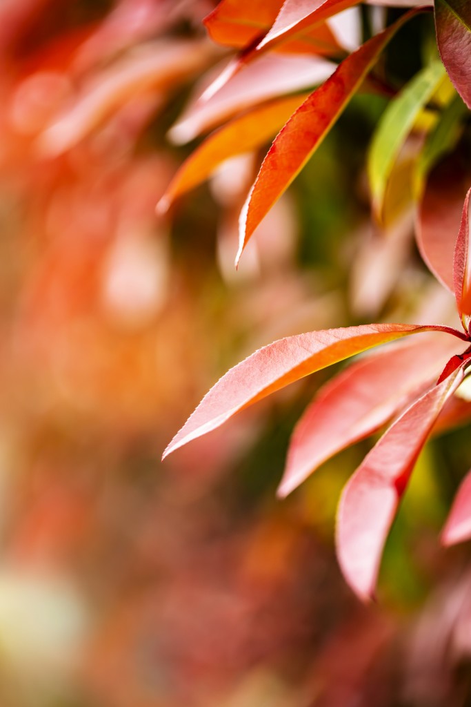 Rootballed Trees & Hedging – Caragh Nurseries