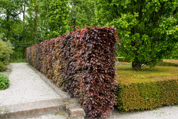 beech hedging – Caragh Nurseries