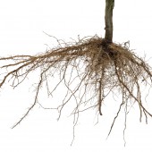 Caragh Nurseries | Plant Nursery Kildare