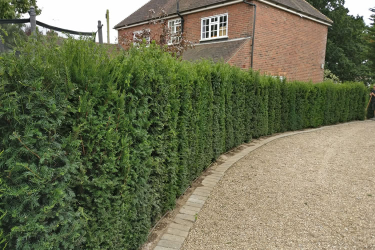 Catch them while you can – Caragh Nurseries