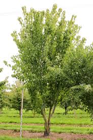 Acer Davidii – Caragh Nurseries