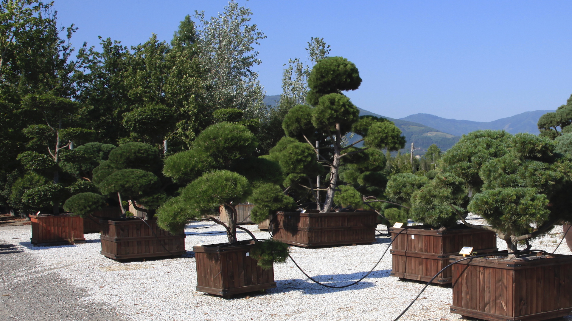 Topiary and Cloud Pruned Trees – Caragh Nurseries