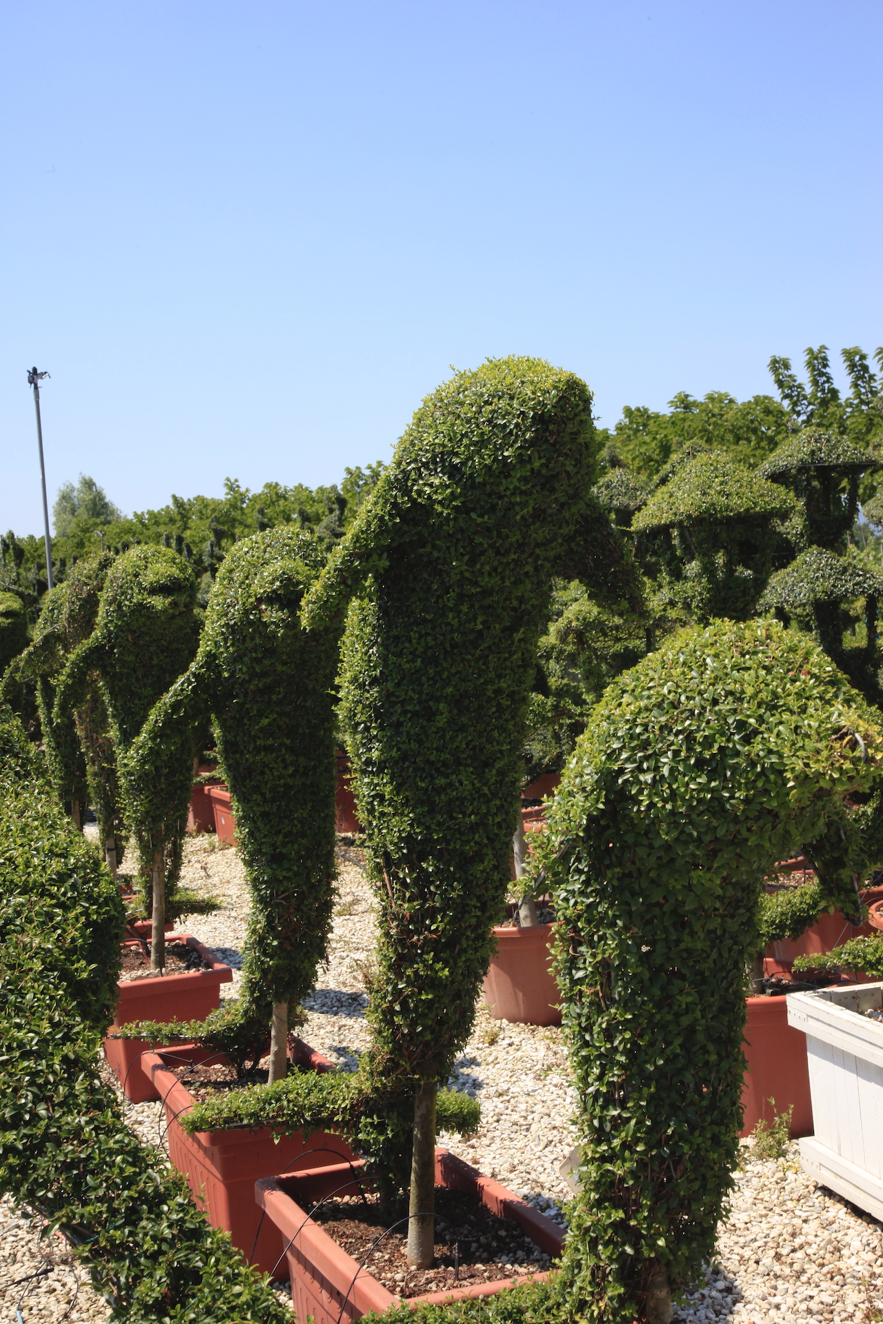 Topiary and Cloud Pruned Trees – Caragh Nurseries