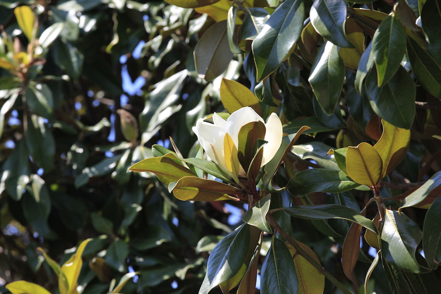 Mad for Magnolias – Caragh Nurseries