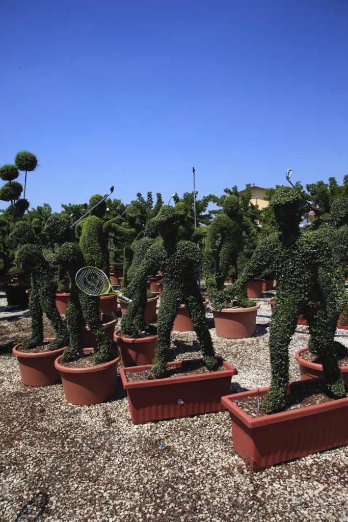Topiary and Cloud Pruned Trees – Caragh Nurseries