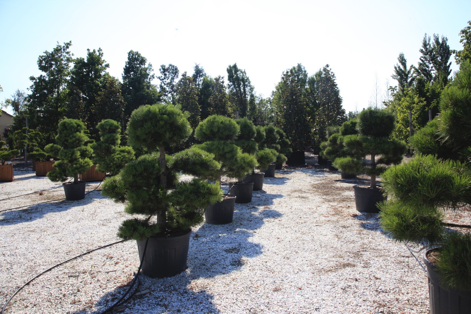 Topiary and Cloud Pruned Trees – Caragh Nurseries