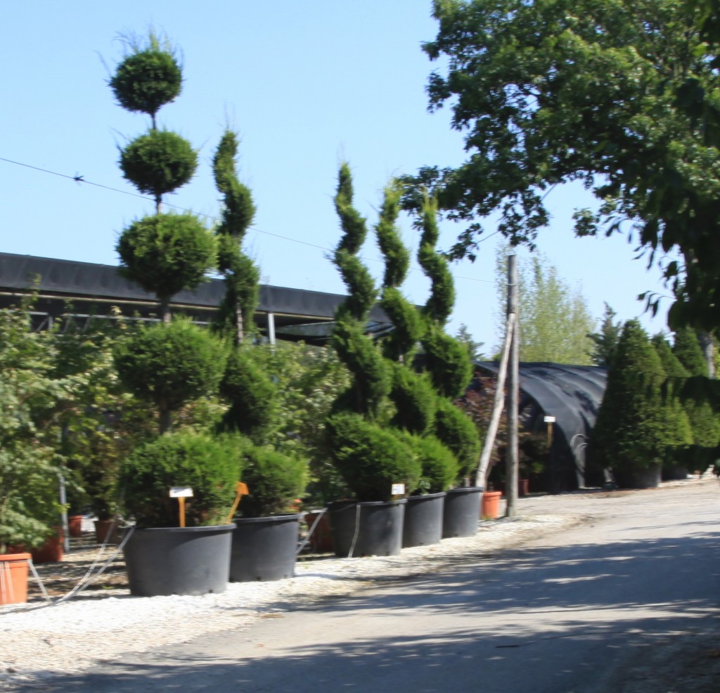 Topiary and Cloud Pruned Trees – Caragh Nurseries