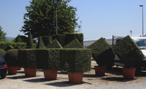 Topiary and Cloud Pruned Trees – Caragh Nurseries
