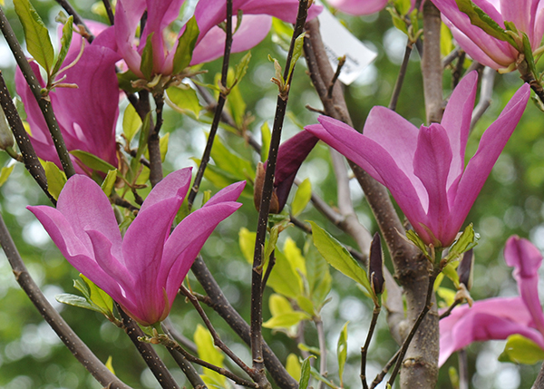 Magnificent Magnolias – Caragh Nurseries