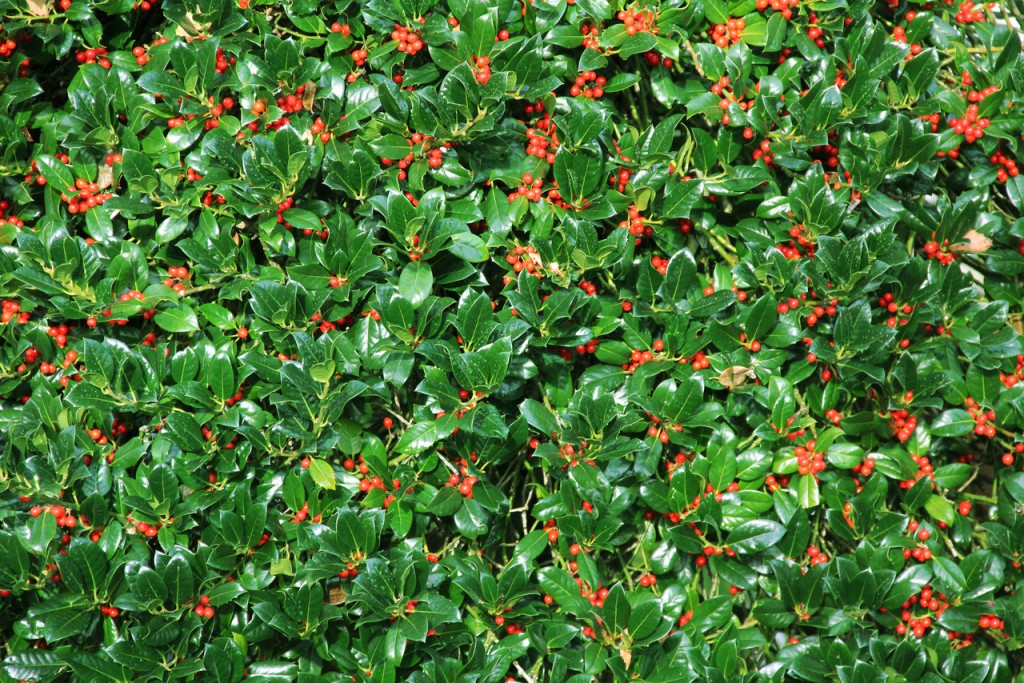 Hedging – Part One – Caragh Nurseries