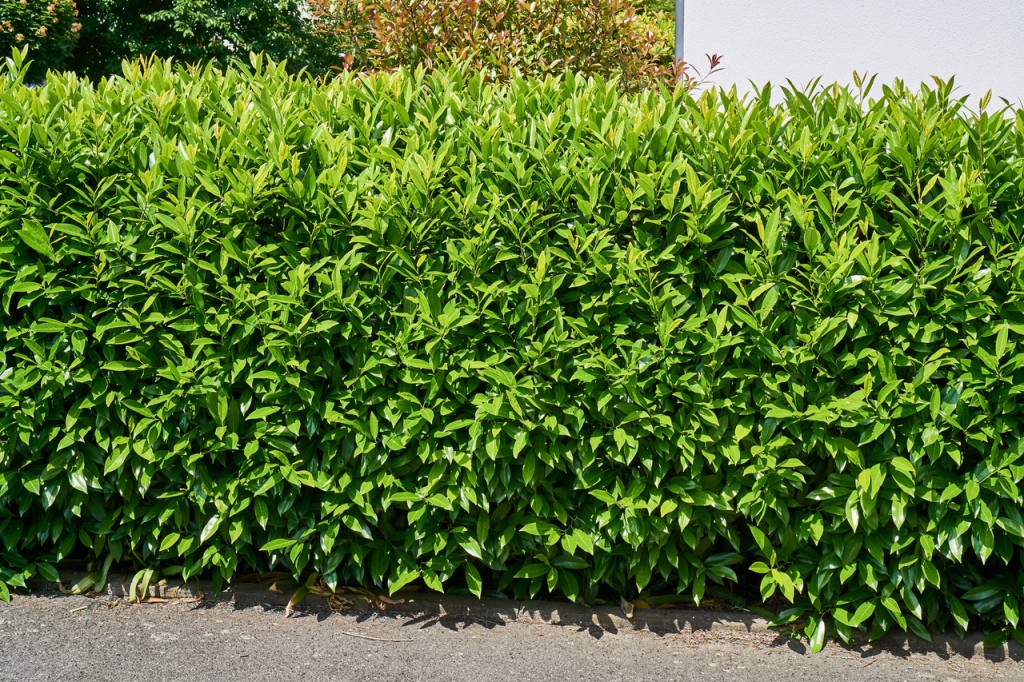 Hedging – Part One – Caragh Nurseries