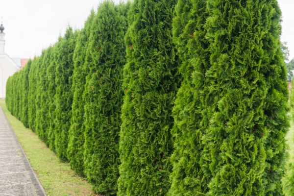Thuja hedge – Caragh Nurseries