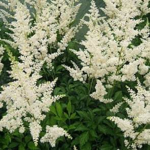 Astilbe Snowdrift – Caragh Nurseries