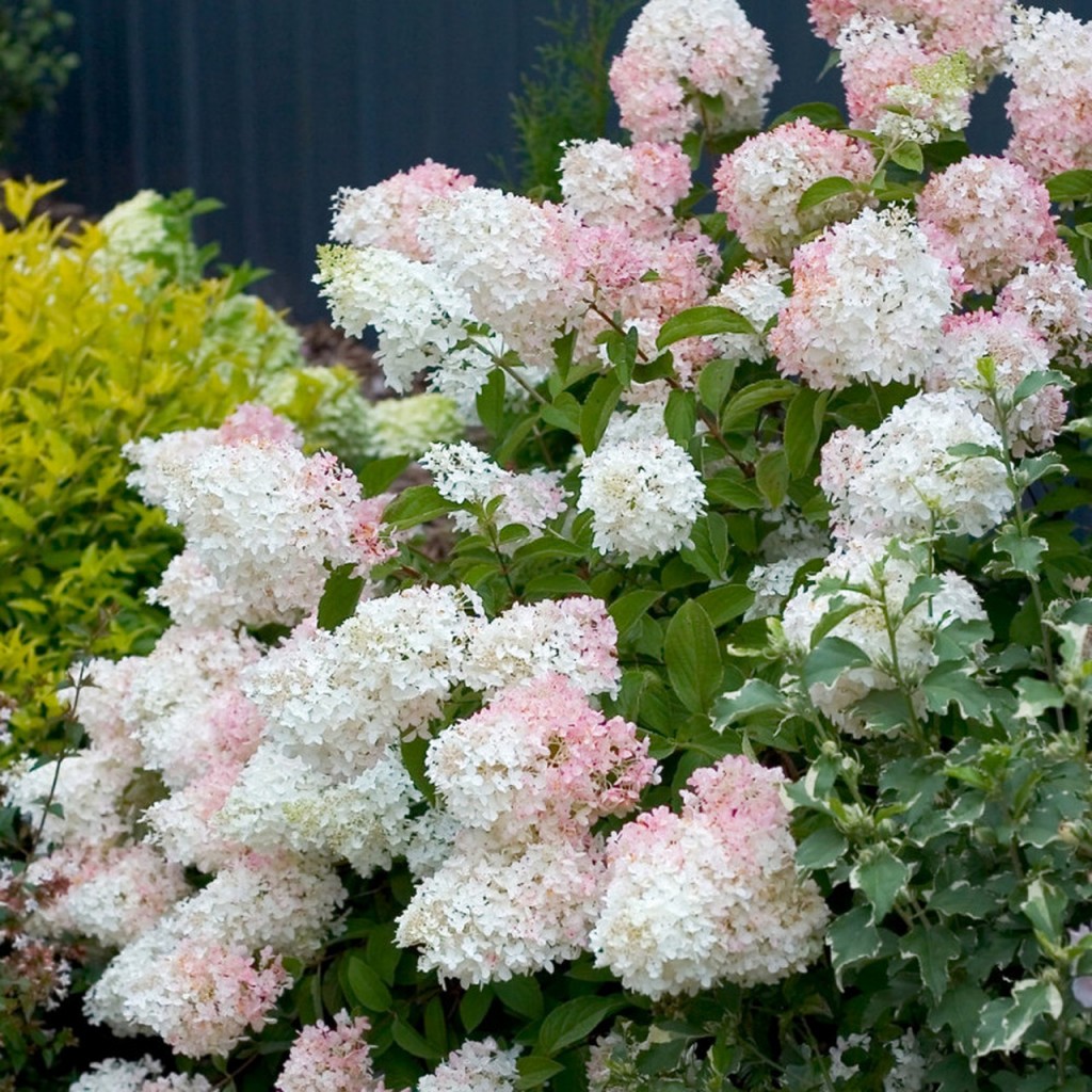 Hydrangea Paniculata Phantom – Caragh Nurseries