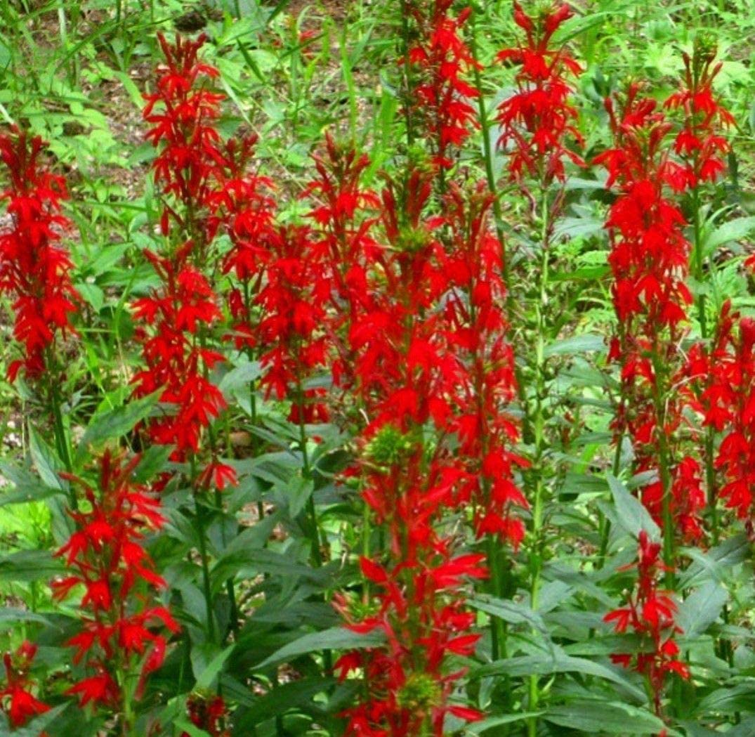 Lobelia cardinalis | Caragh Nurseries