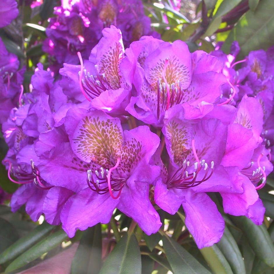 Rhododendron Marcel Menard – Caragh Nurseries