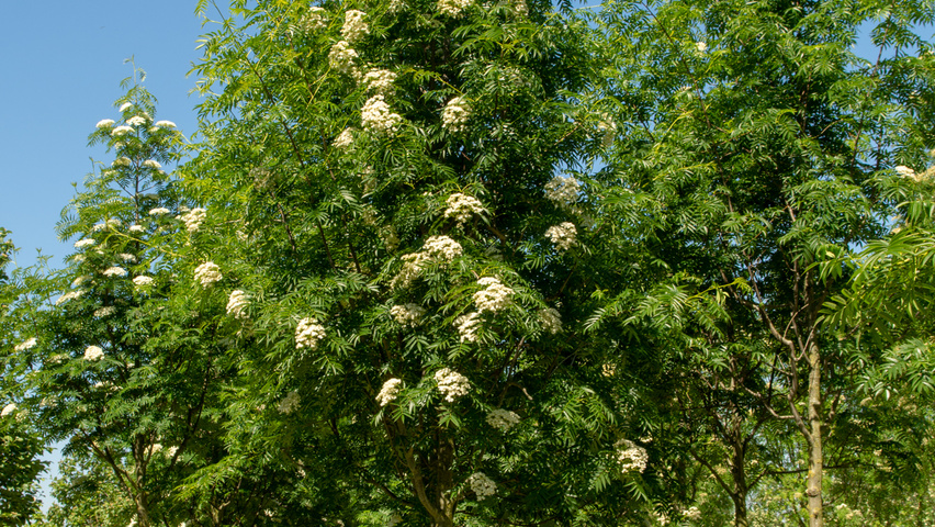 Sorbus Dodong – Caragh Nurseries