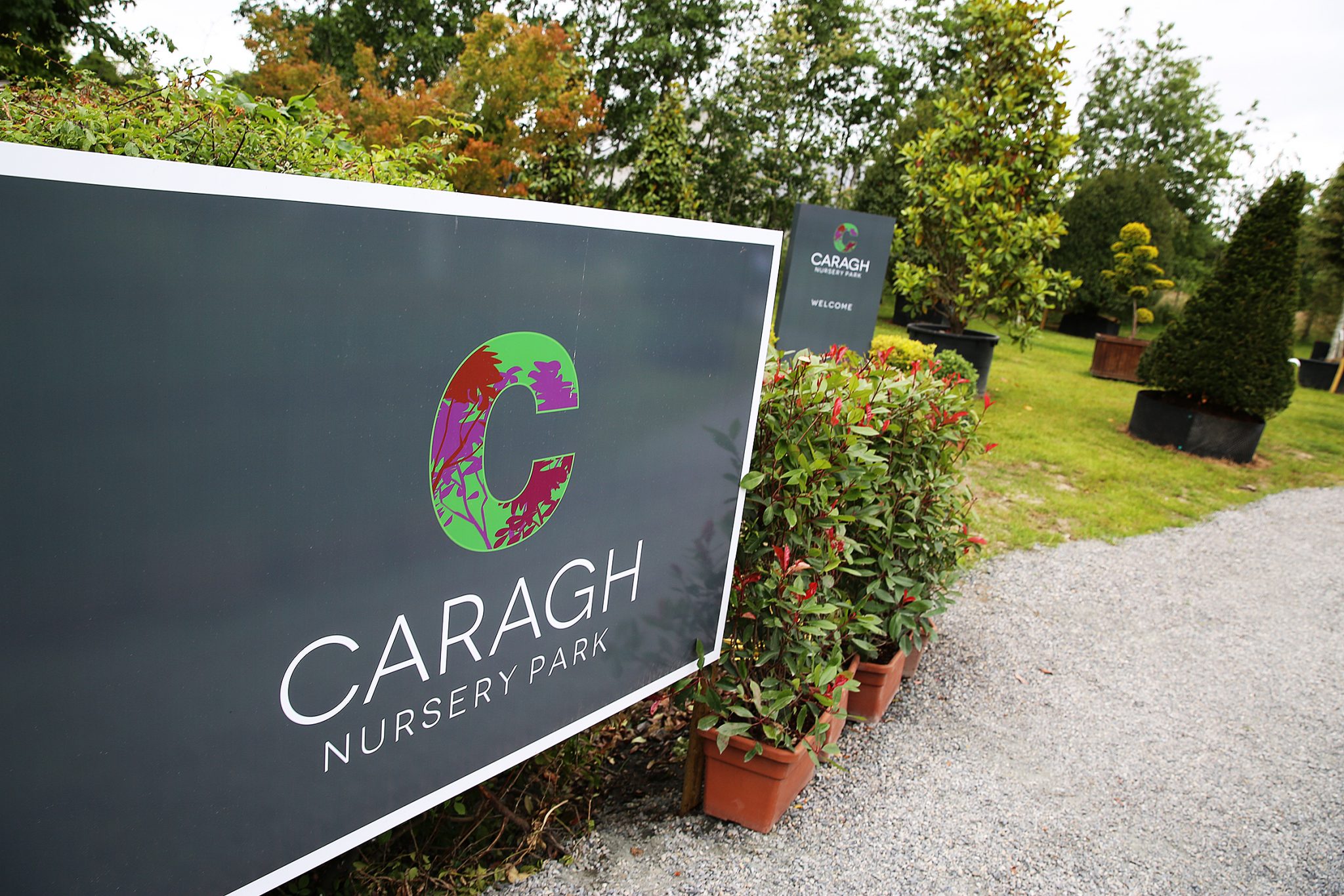 AF7A6174 – Caragh Nurseries
