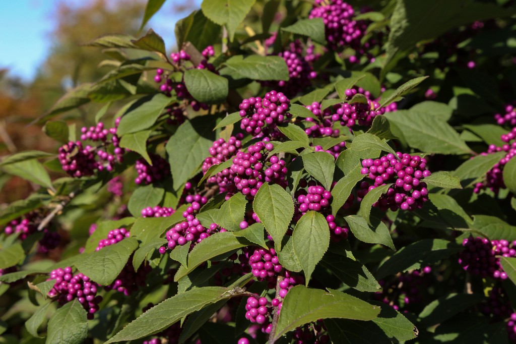 Callicarpa bodinieri ‘Profusion’ – Caragh Nurseries