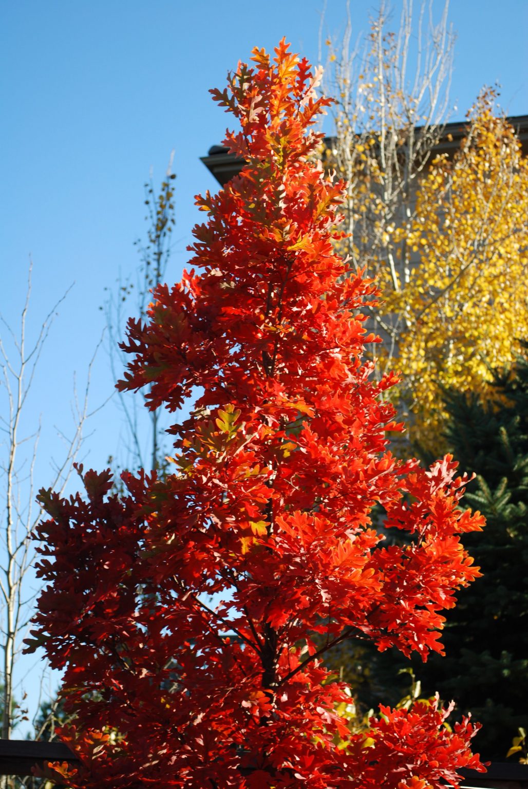 Quercus Crimson Spire /Crimson Spire Oak – Caragh Nurseries