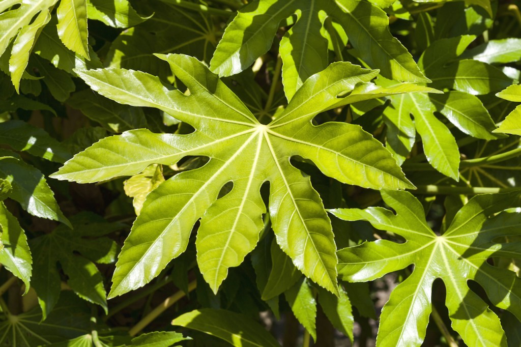 Fatsia japonica – Caragh Nurseries