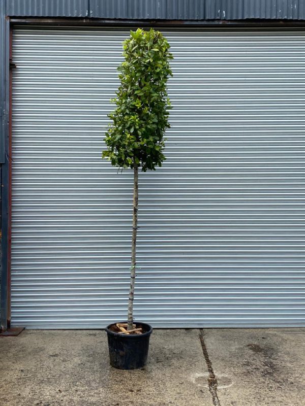 Laurus Nobilis / Bay Laurel Standard Tree – Caragh Nurseries