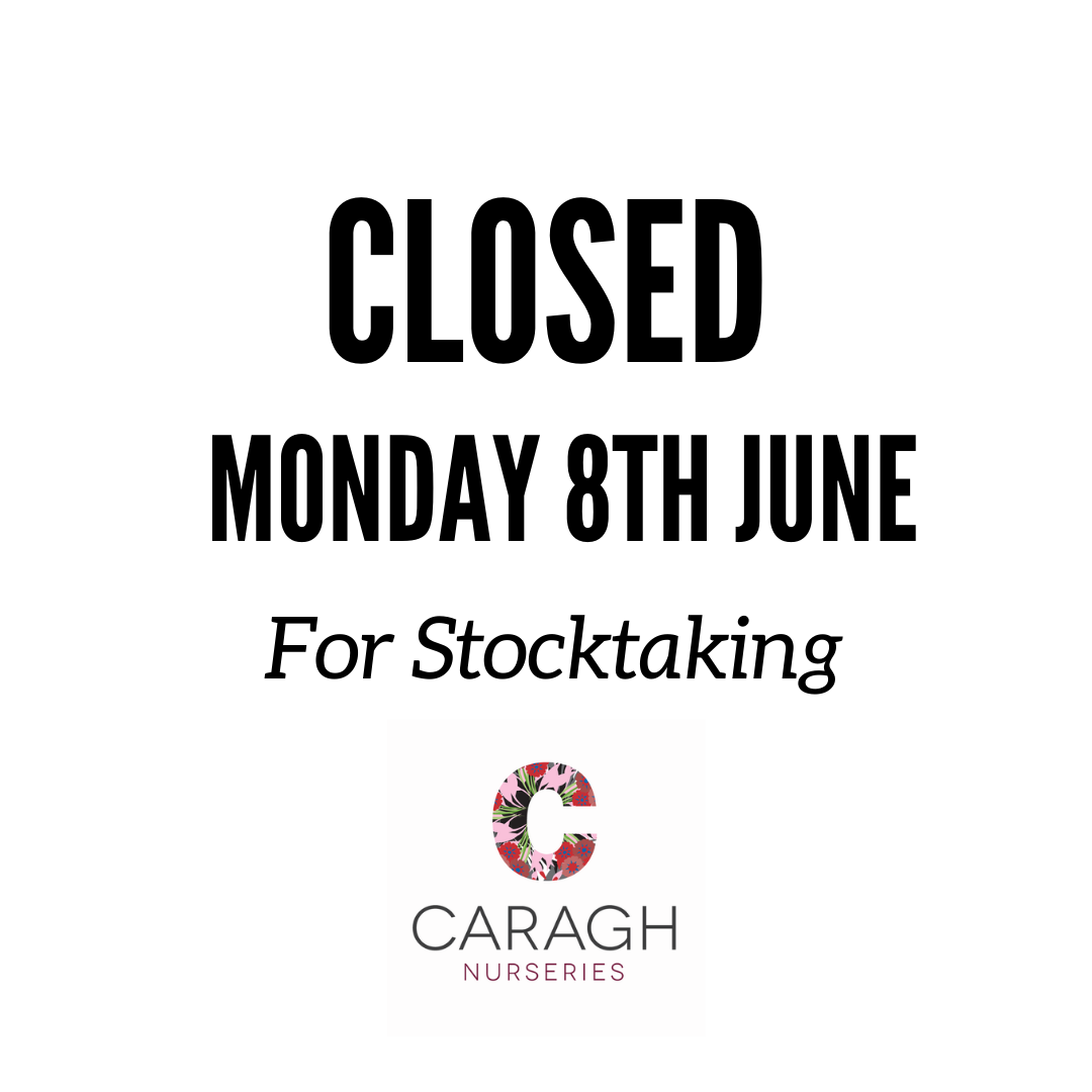 Monday 8th JUne – Caragh Nurseries